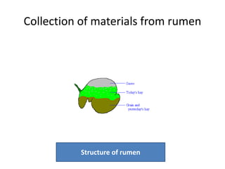 Rumen fistulation | PPTX