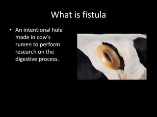 Rumen fistulation | PPTX