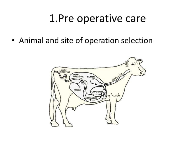 Rumen fistulation | PPTX