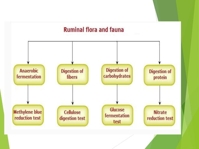 Rumen fluid examination | PPTX