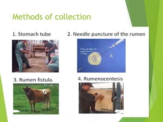 Rumen fluid examination | PPTX
