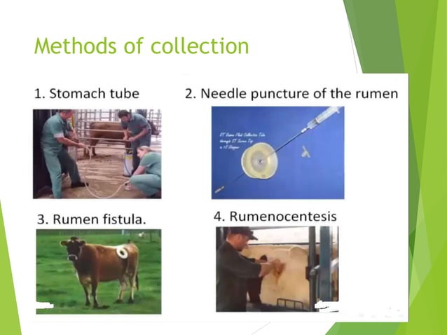 Rumen fluid examination | PPTX