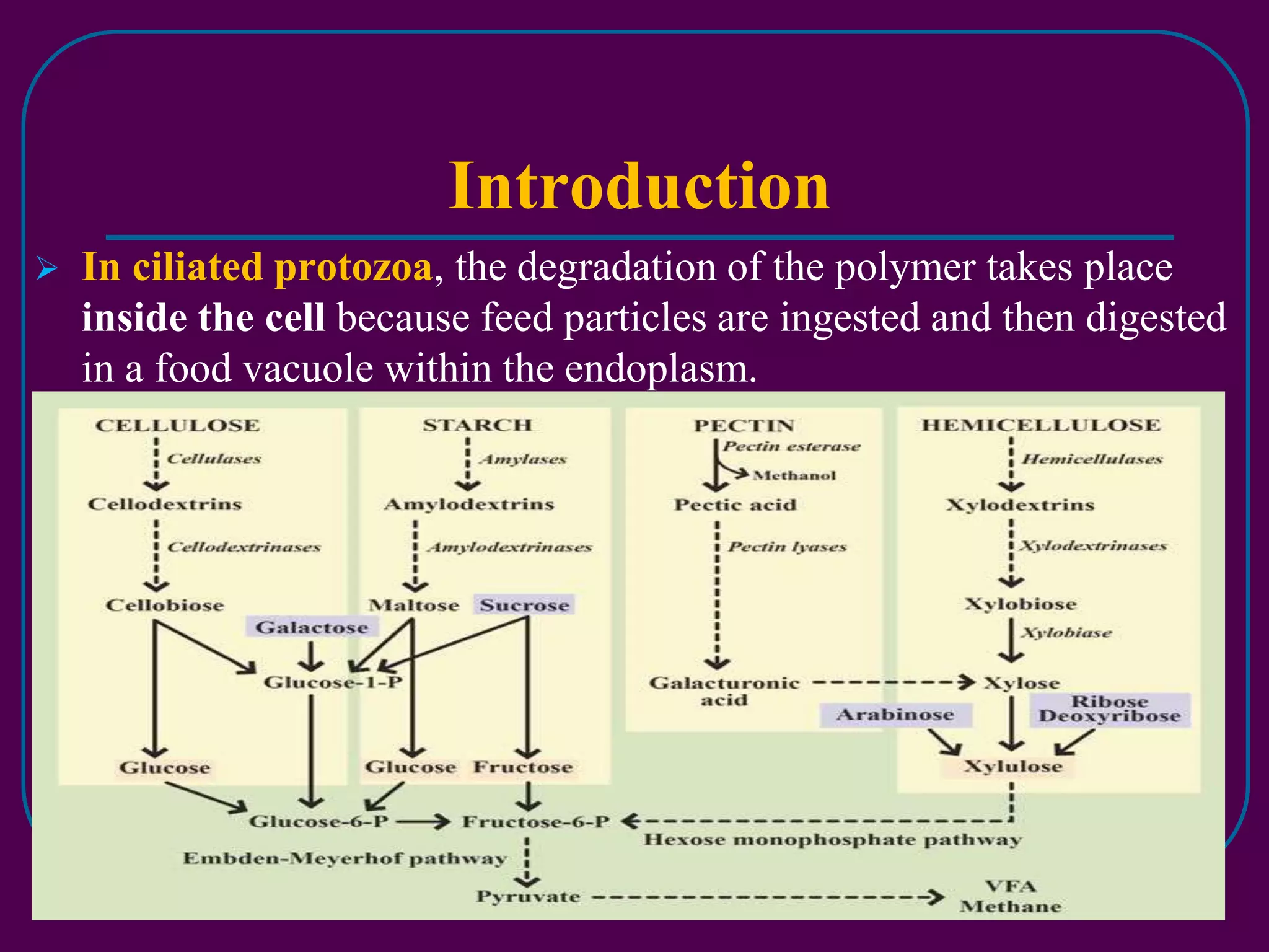 Rumen microbiology | PPT