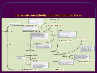Rumen microbiology | PPT