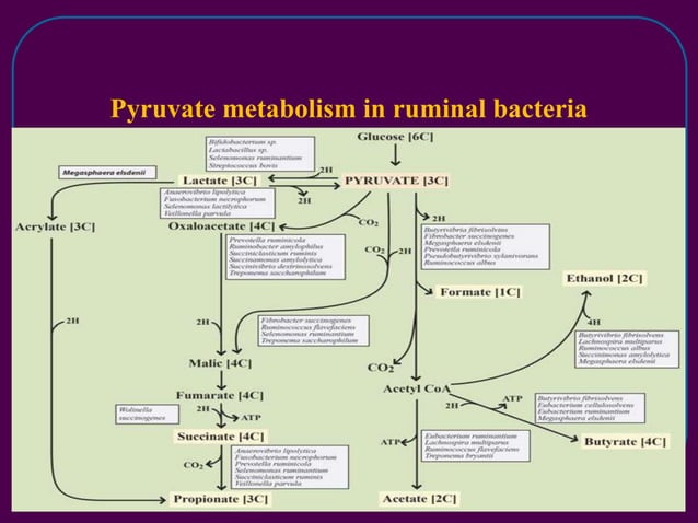 Rumen microbiology | PPT