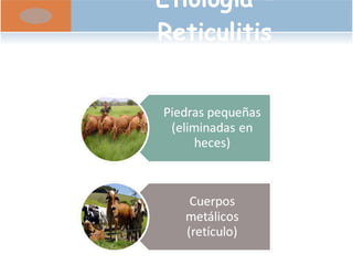Rumenotomia | PPT