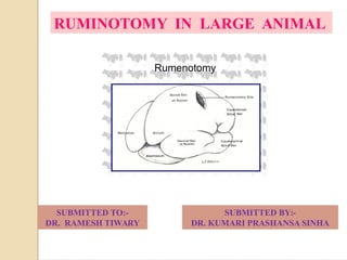 RUMENOTOMY procedure in hardware disease.pdf