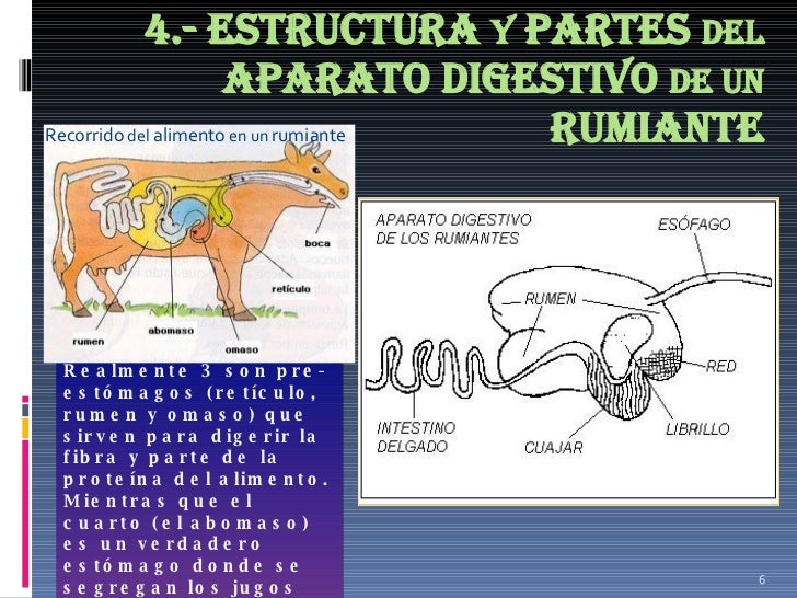 Fisiología del aparato digestivo de los rumiantes YouTube