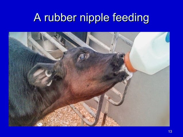 Ruminal drinkers | PPT