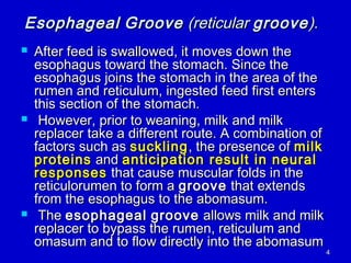 Ruminal drinkers | PPT