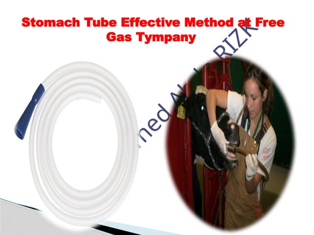 Ruminal tympany- bloat- Meteorism-Mohamed A. RIZK.pptx