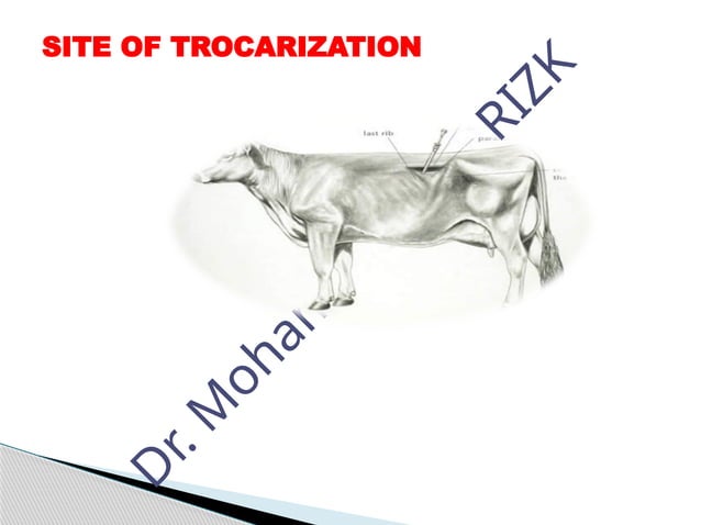 Ruminal tympany- bloat- Meteorism-Mohamed A. RIZK.pptx