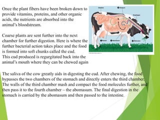 Cow Stomach Chambers