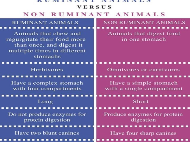 ruminant animals | PPTX | Biological Sciences | Science