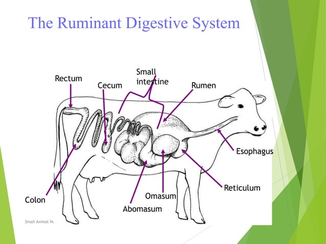 ruminant animals | PPTX | Biological Sciences | Science