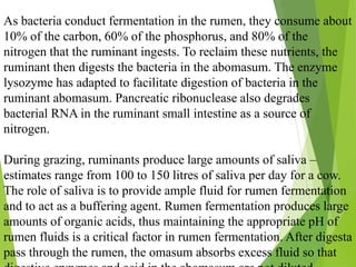 ruminant animals | PPTX