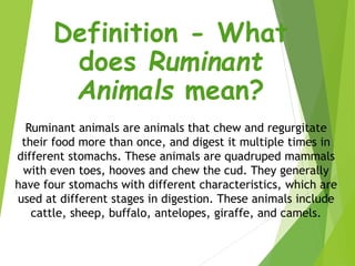 ruminant animals | PPTX | Biological Sciences | Science