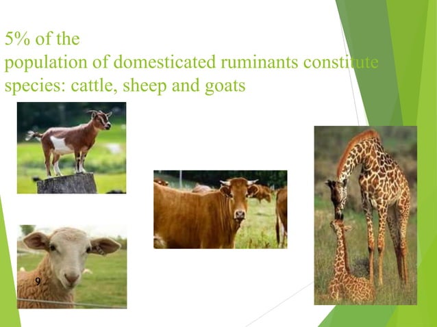 ruminant animals | PPTX | Biological Sciences | Science