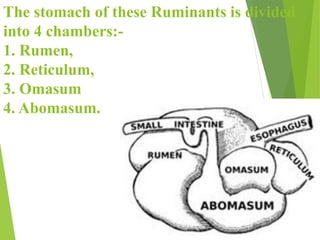 ruminant animals | PPTX