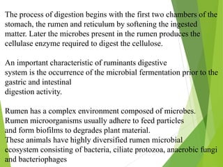 ruminant animals | PPTX