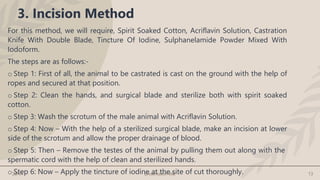Ruminant Castration.pdf