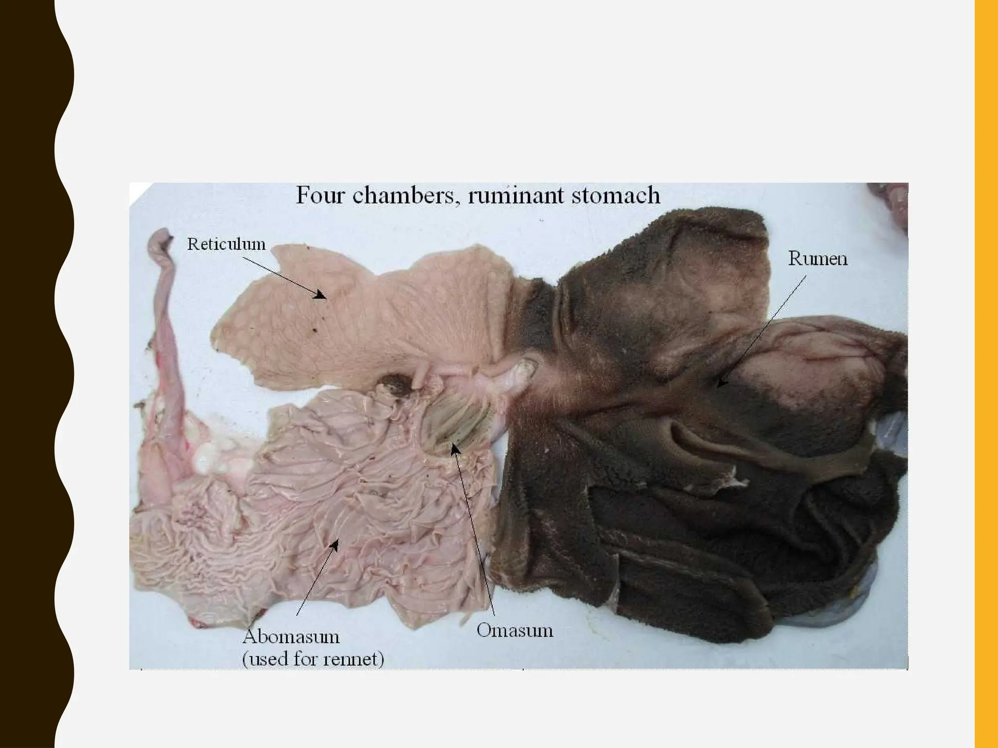Ruminant Digestion System in Cattle, Sheep, etc. | PPTX