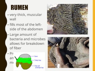 Ruminant Digestion System in Cattle, Sheep, etc. | PPTX