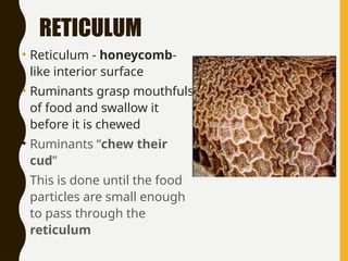 Ruminant Digestion System in Cattle, Sheep, etc. | PPTX