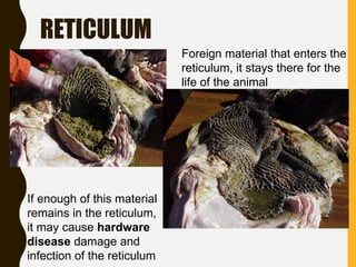 Ruminant Digestion System in Cattle, Sheep, etc. | PPTX