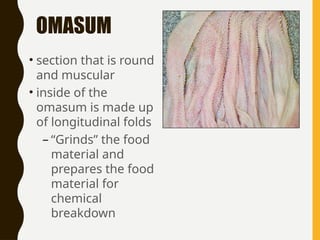 Ruminant Digestion System in Cattle, Sheep, etc. | PPTX