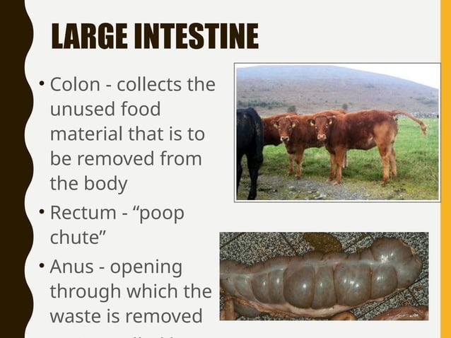 Ruminant Digestion System in Cattle, Sheep, etc. | PPTX