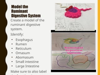Ruminant Digestion System in Cattle, Sheep, etc. | PPTX