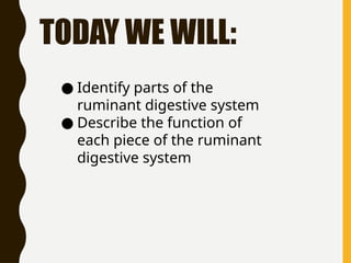 Ruminant Digestion System in Cattle, Sheep, etc. | PPTX