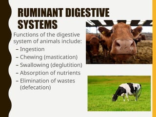 Ruminant Digestion System in Cattle, Sheep, etc. | PPTX
