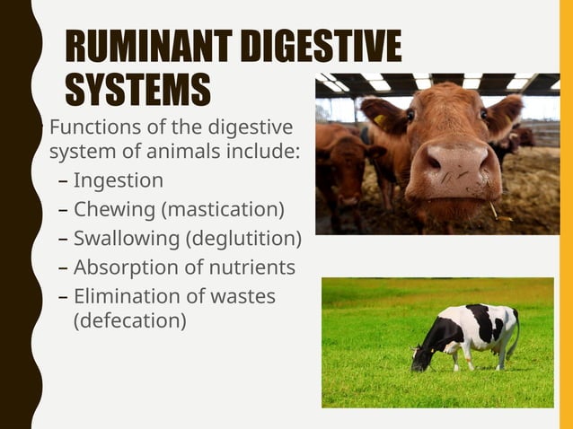 Ruminant Digestion System in Cattle, Sheep, etc. | PPTX