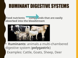 Ruminant Digestion System in Cattle, Sheep, etc. | PPTX