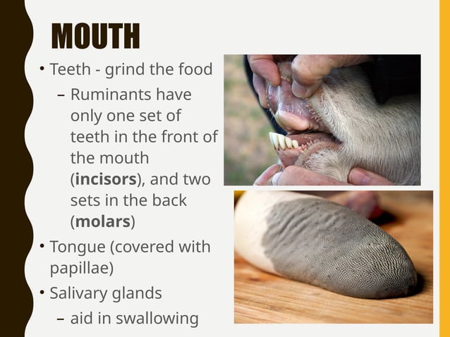 Ruminant Digestion System in Cattle, Sheep, etc. | PPTX