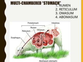 Ruminant Digestion System in Cattle, Sheep, etc. | PPTX