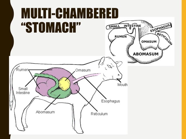 Ruminant Digestion System in Cattle, Sheep, etc. | PPTX