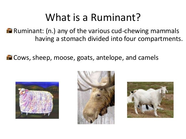Ruminants ( Shakira sulehri)