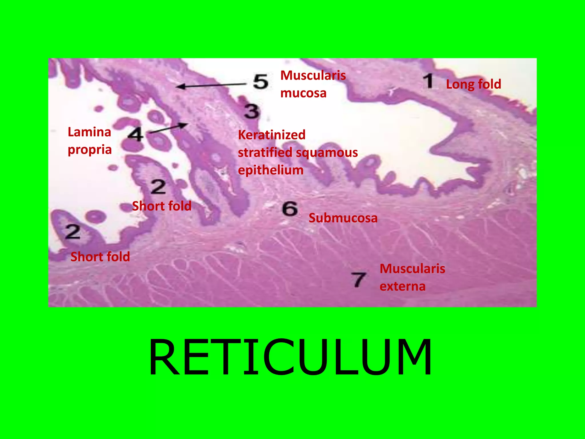 Ruminants VS Monogastrics | PPTX