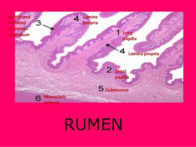 Ruminants VS Monogastrics