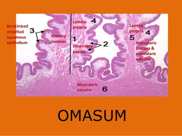 Ruminants VS Monogastrics