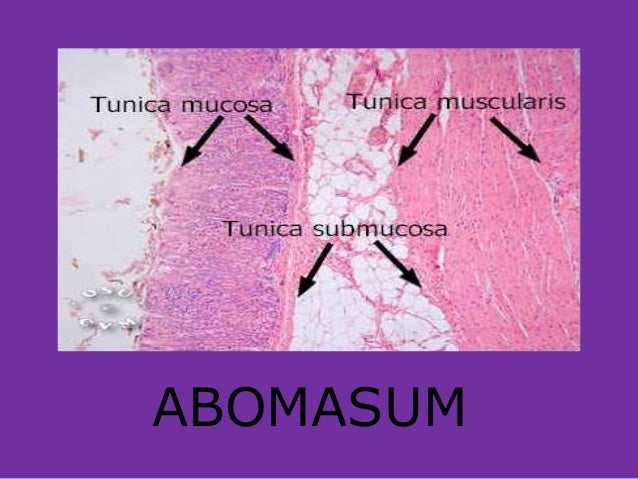 Ruminants VS Monogastrics