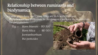 Role of ruminants in sustainable agriculture | PPTX | Agriculture ...