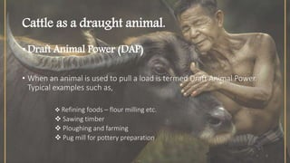 Role of ruminants in sustainable agriculture | PPTX | Agriculture ...