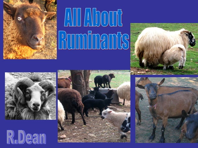 Ruminants[1] | PPT