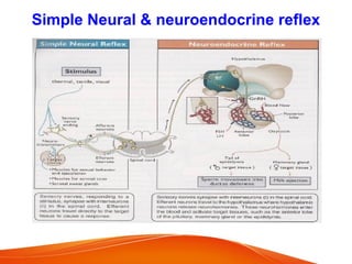 RuminantsBovines Neuroendocrinology.pptx