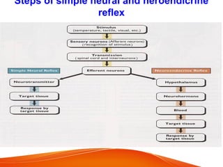 RuminantsBovines Neuroendocrinology.pptx