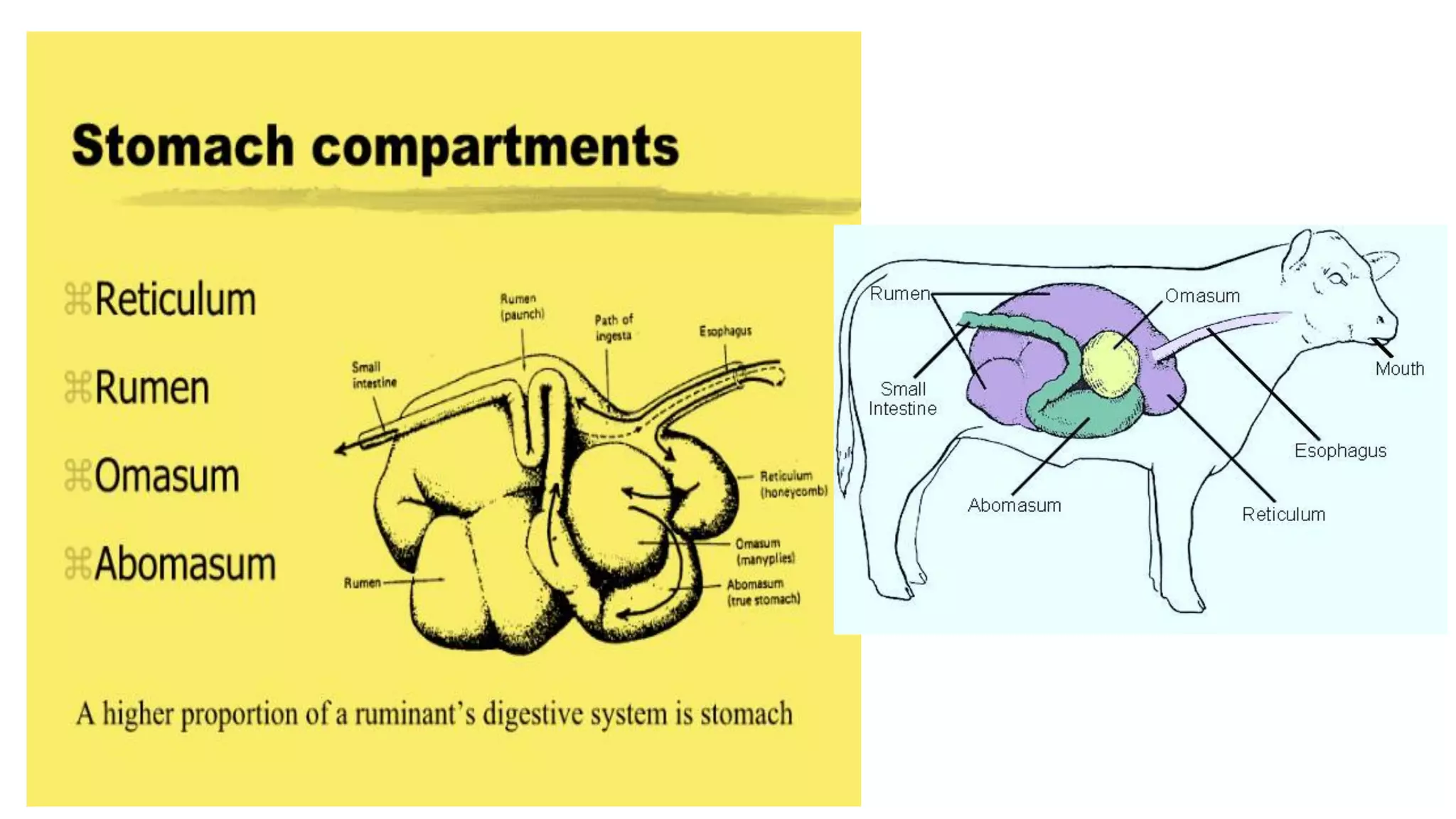 RUMINANTS DIGESTIVE SYSTEM.pdf | Chemistry | Science